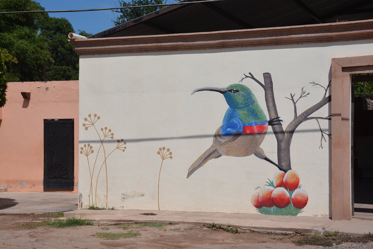 Cócorit Sonora, pueblito custodiado por pajaritos - viajaBonito