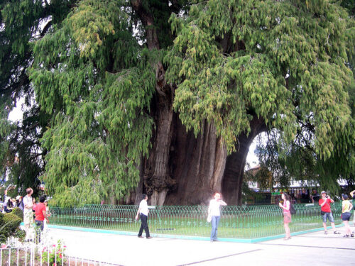 Los 7 pecados capitales de Oaxaca para disfrutar - viajaBonito