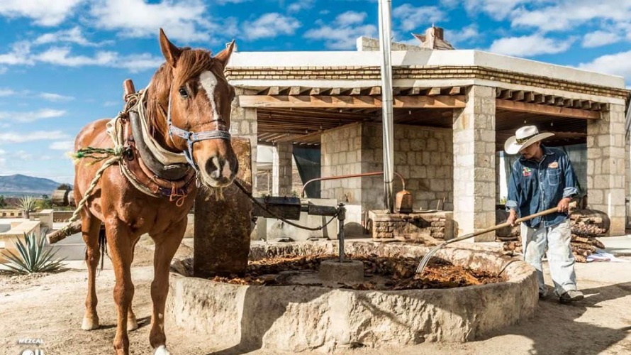 ¿Cómo se hace el Mezcal? Historia y tipos viajaBonito