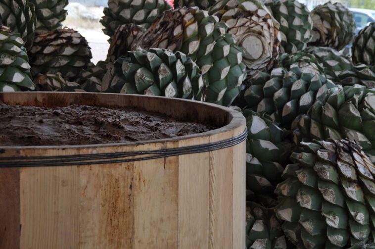 ¿Cómo se hace el Mezcal? Historia y tipos viajaBonito