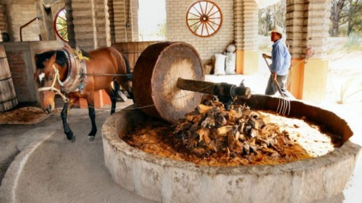 ¿Cómo se hace el Mezcal? Historia y tipos viajaBonito