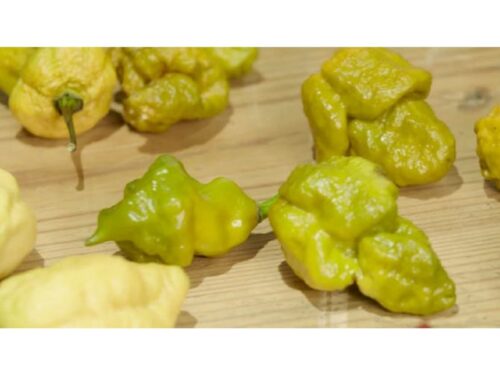 Chiles más picosos del mundo: LOS 12 que echan fuego!