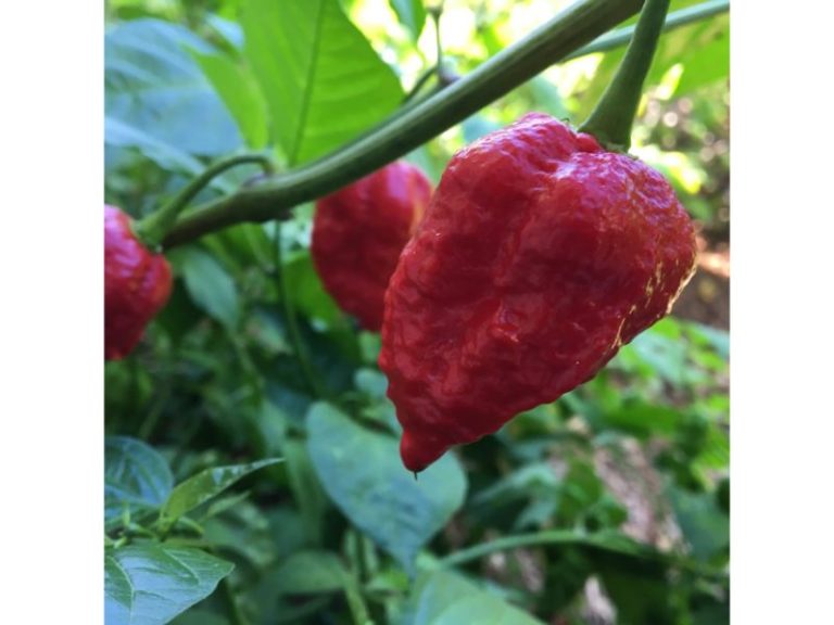 Chiles más picosos del mundo: LOS 12 que echan fuego!