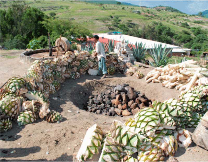 ¿Cómo se hace el Mezcal? Historia y tipos viajaBonito
