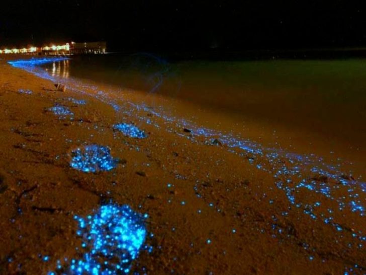 Playas bioluminiscentes en México: 5 que no te puedes perder