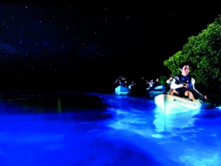 Playas bioluminiscentes en México: 5 que no te puedes perder