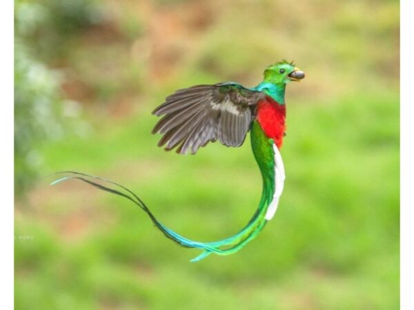 El Penacho de Moctezuma ¿Porqué lleva 500 años en Europa?