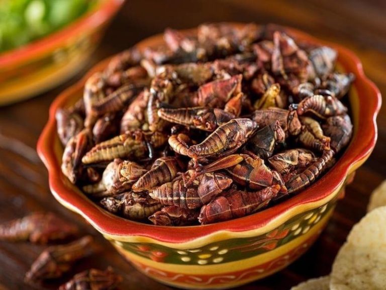 Comida típica de Oaxaca: Los 7 platillos que te falta probar