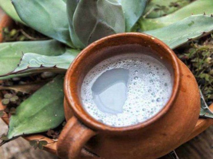 ¿Qué es el pulque? 7 datos que te harán amarlo - viajaBonito