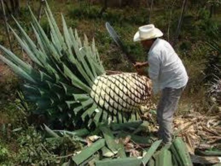 Bacanora, el destilado sonorense para gargantas rudas.