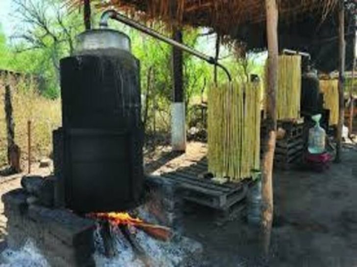 Bacanora, el destilado sonorense para gargantas rudas.
