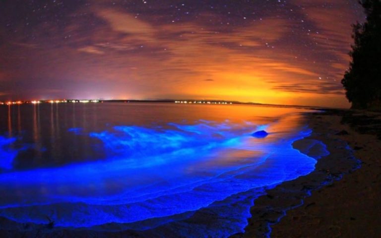 Playas bioluminiscentes en México: 5 que no te puedes perder