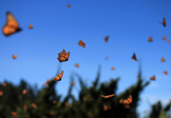 Mariposa Monarca la “Matusalén” Conóce a esta viajera incansable