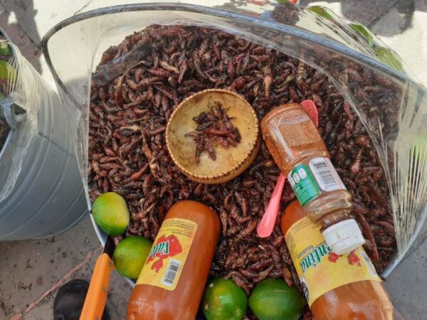 Gastronomía de Oaxaca: 5 insectos que comerás con gusto