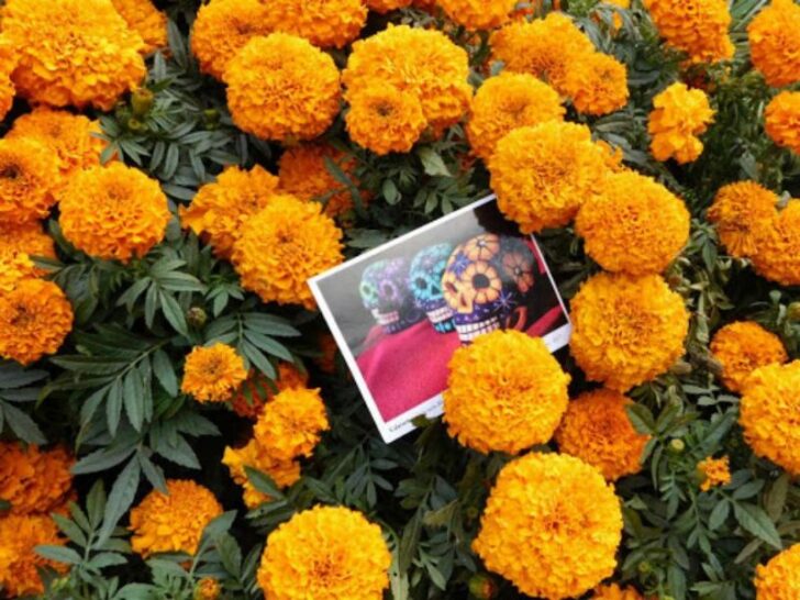 Significado de la Flor de Cempasúchil, la flor de las ofrendas