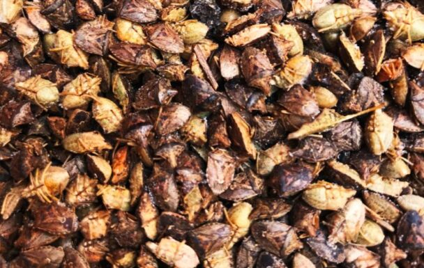 Gastronomía de Oaxaca: 5 insectos que comerás con gusto