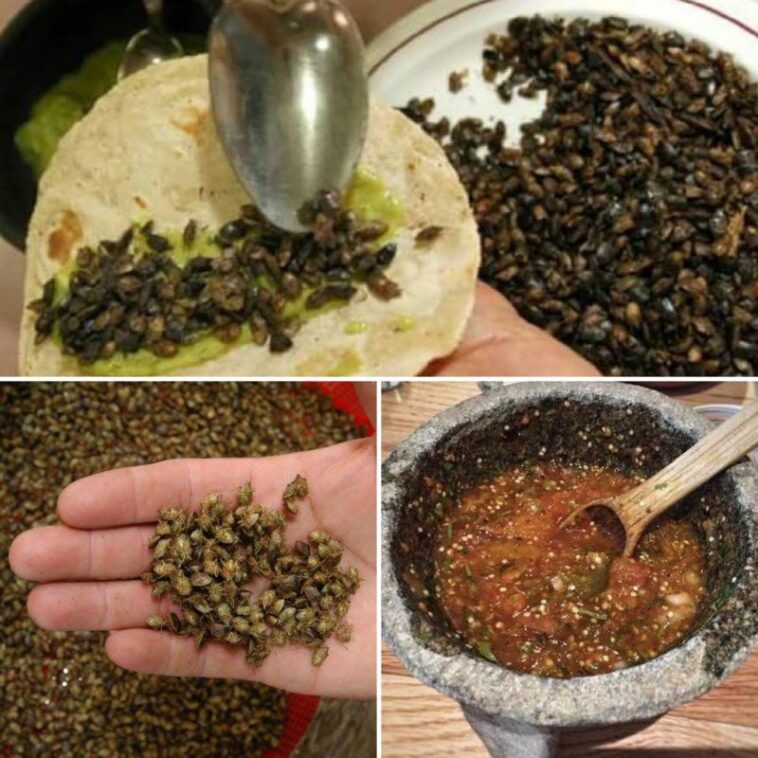 Gastronomía de Oaxaca: 5 insectos que comerás con gusto