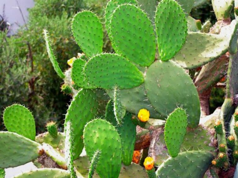 Beneficios del Nopal mexicano: 7 datos que no te dijeron