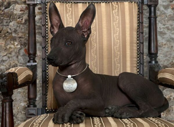 Xoloescuincle: ¿Por qué es tan único el perro mexicano?