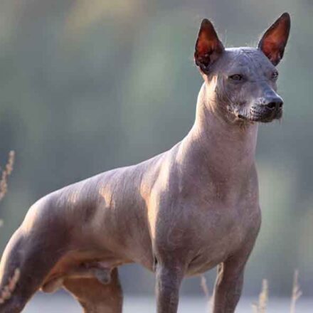 Comida típica de Yucatán: Los 12 platillos más deliciosos