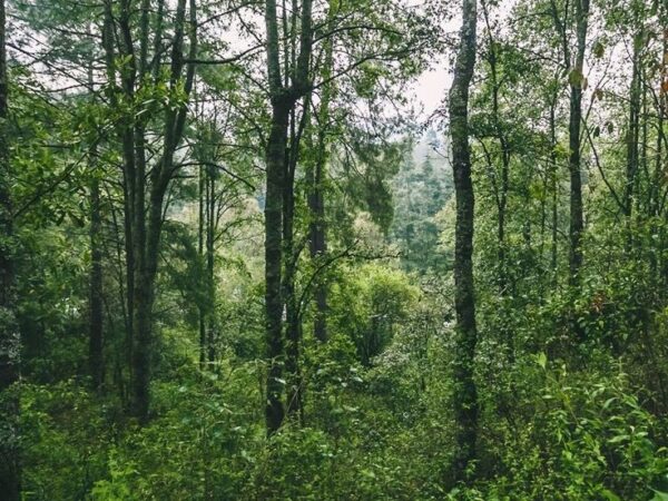 Bosques cerca de CDMX: 5 opciones para desconectarte