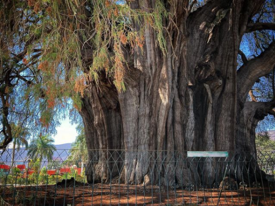 ¿Qué hacer en Oaxaca? Las 13 rutas oaxaqueñas sorprendentes
