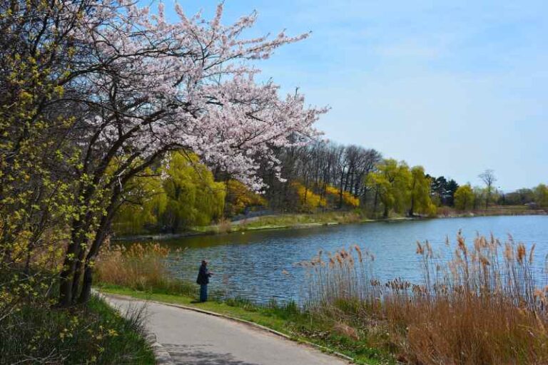 ¿Qué hacer en Toronto Canadá? Sus 30 mejores atracciones