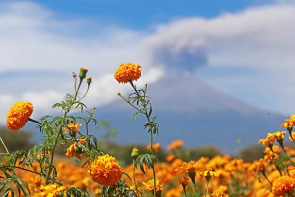Campos de Cempasúchil: Te Llevamos experiencia VIP