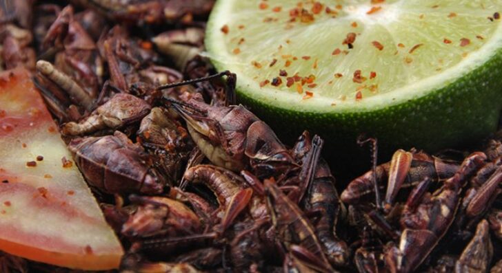 Chapulines: ¿Por qué sí debes comerlos? - viajaBonito