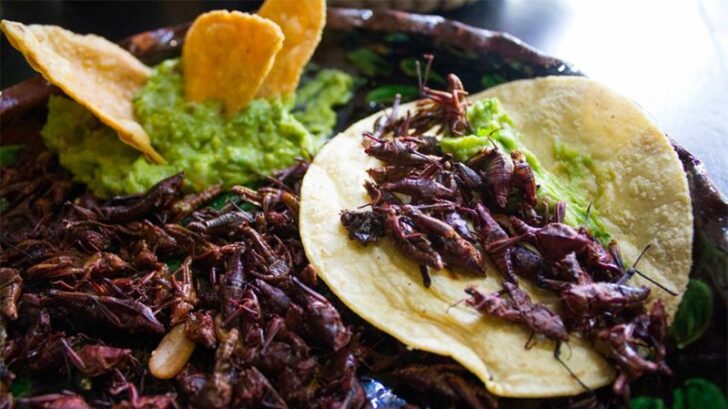 Chapulines: ¿Por qué sí debes comerlos? - viajaBonito