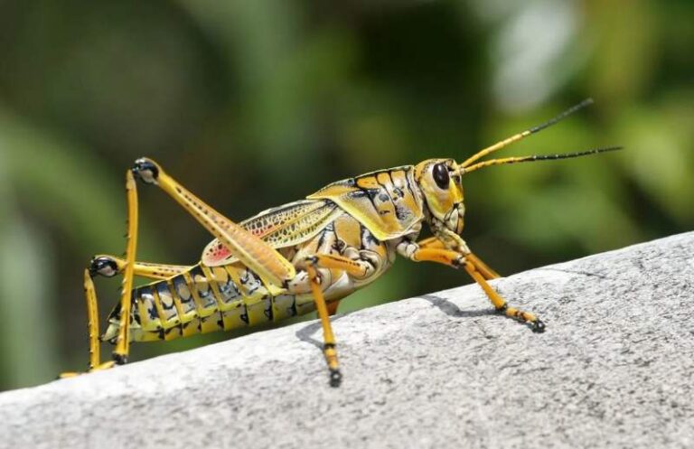 Chapulines: ¿Por qué sí debes comerlos? - viajaBonito