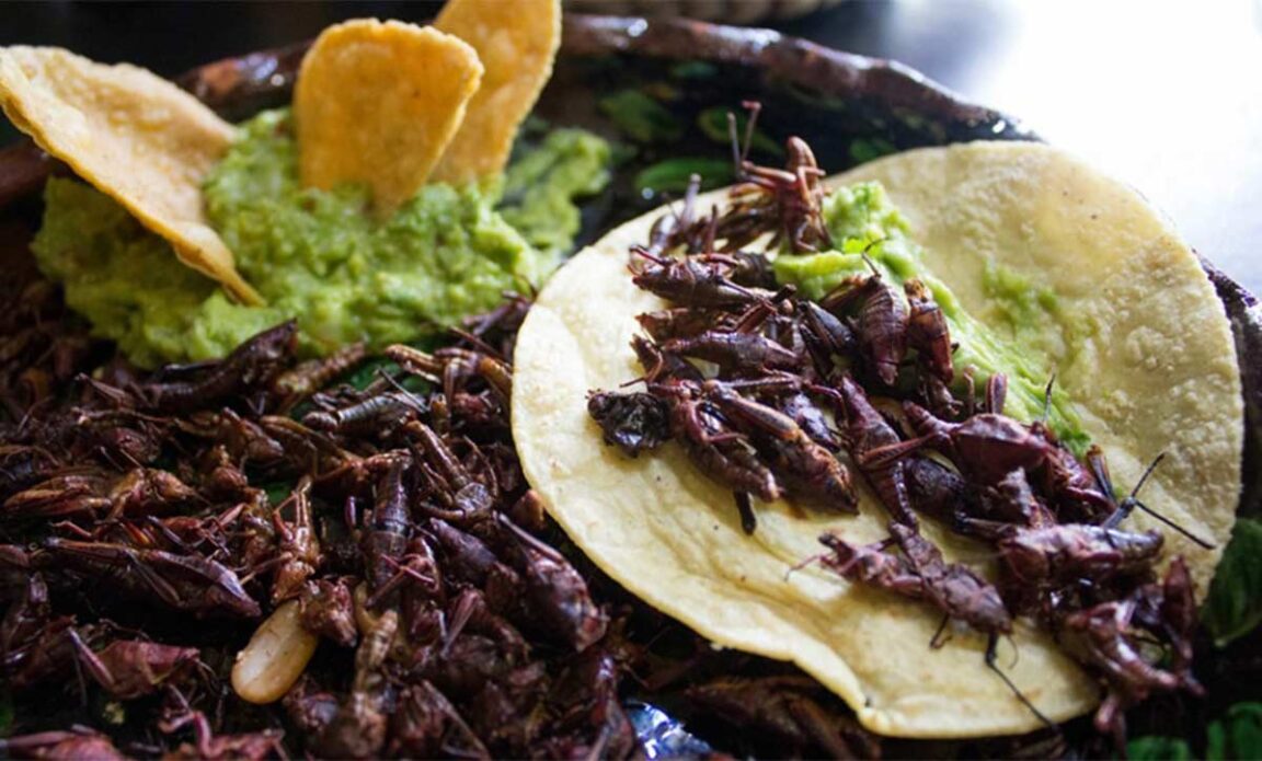 Chapulines: ¿Por qué sí debes comerlos? - viajaBonito