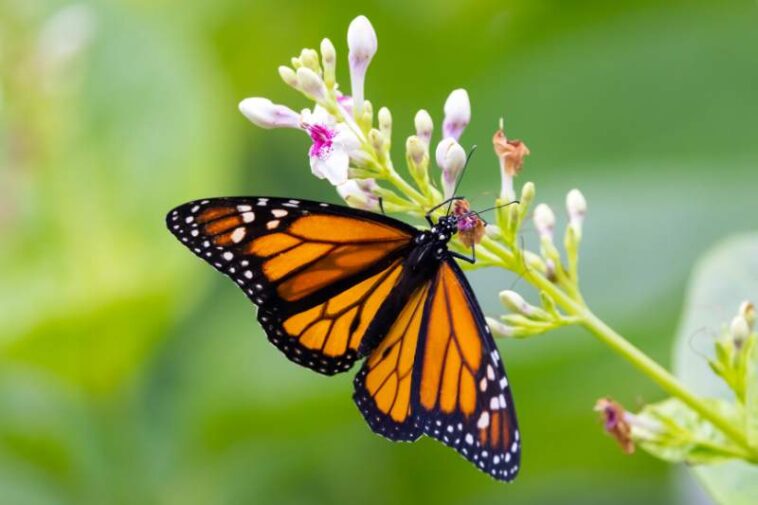 ¿Dónde vive la Mariposa Monarca? ¿En México, EU ó Canadá?