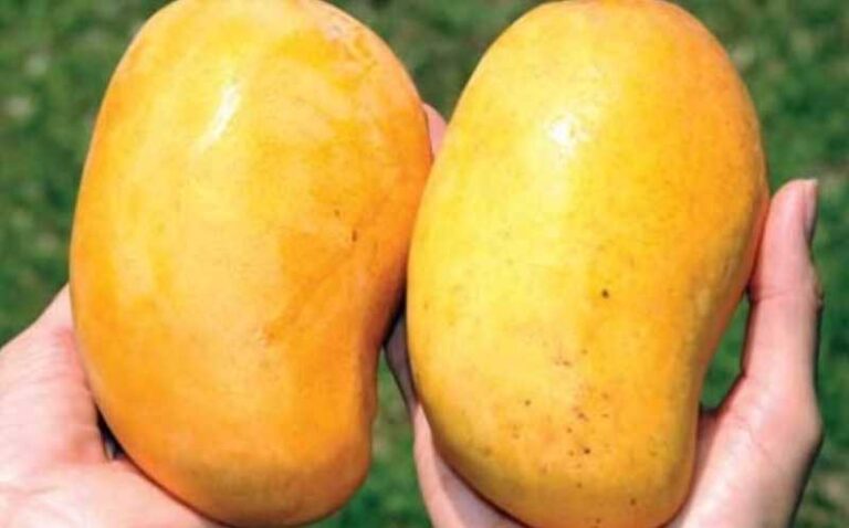Mango Ataulfo: Su historia y 10 curiosidades