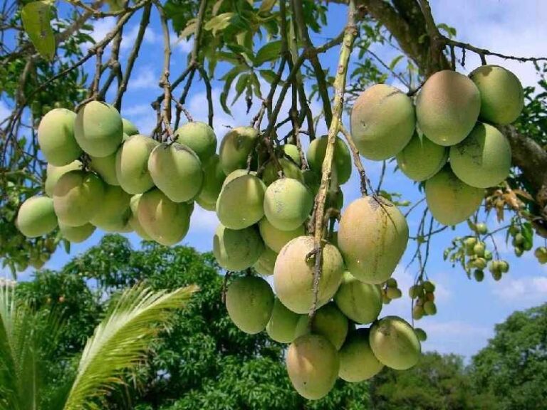 Mango Ataulfo: Su historia y 10 curiosidades
