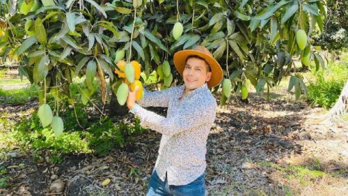 Mango Ataulfo: Su historia y 10 curiosidades