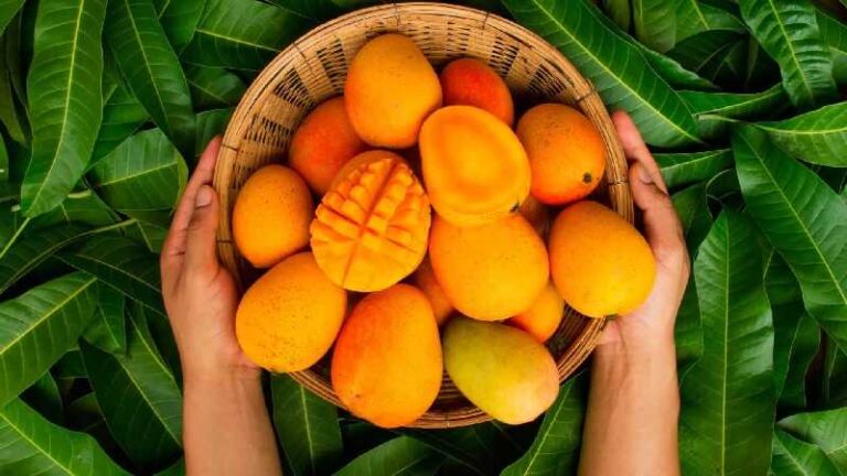 Mango Ataulfo: Su historia y 10 curiosidades