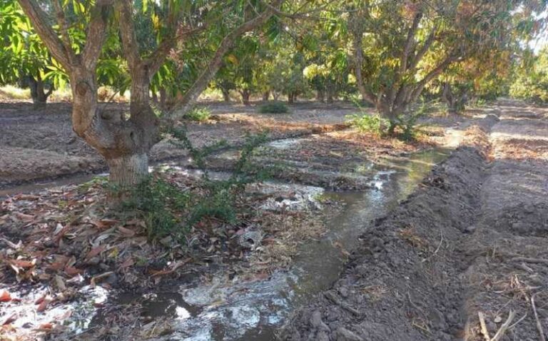 Mango Ataulfo: Su historia y 10 curiosidades