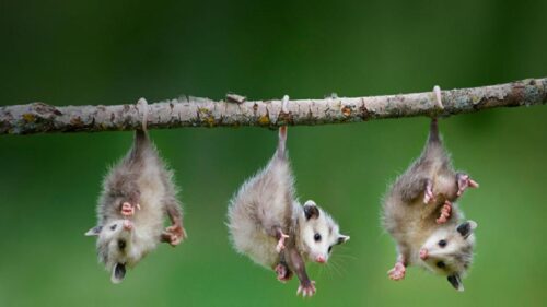 Tlacuache mexicano: ¿Por qué este marsupial es increíble? - viajaBonito