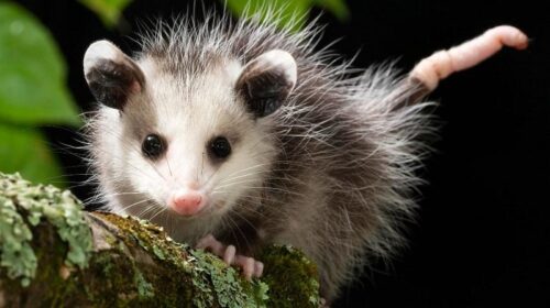 Tlacuache mexicano: ¿Por qué este marsupial es increíble? - viajaBonito