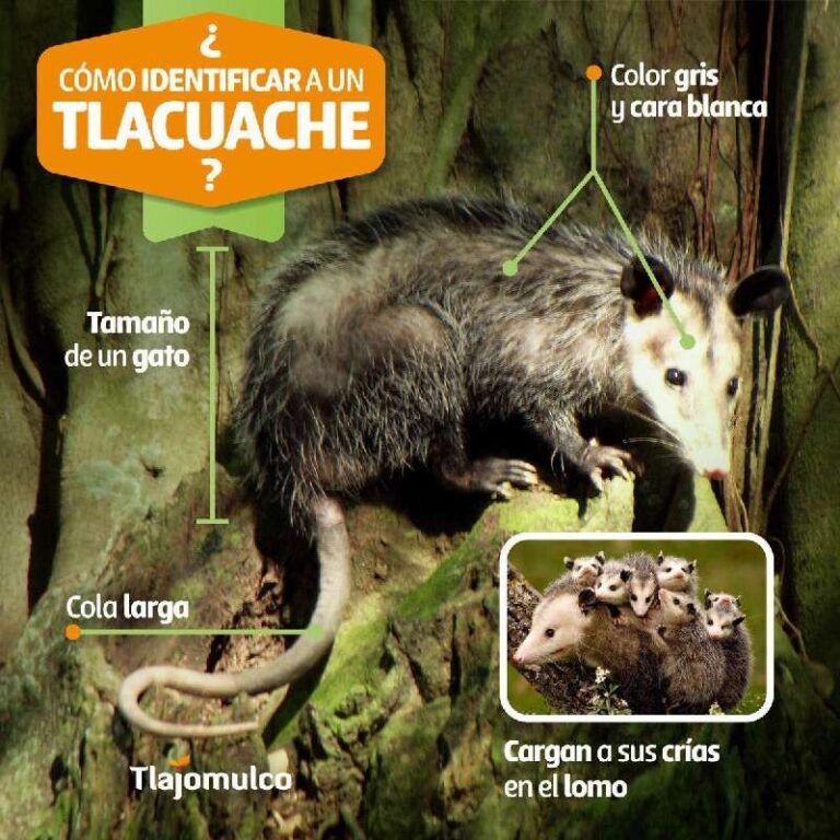 Tlacuache mexicano: ¿Por qué este marsupial es increíble? - viajaBonito