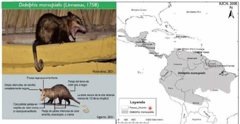 Tlacuache mexicano: ¿Por qué este marsupial es increíble? - viajaBonito