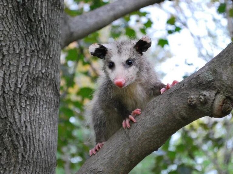 Tlacuache mexicano: ¿Por qué este marsupial es increíble? - viajaBonito