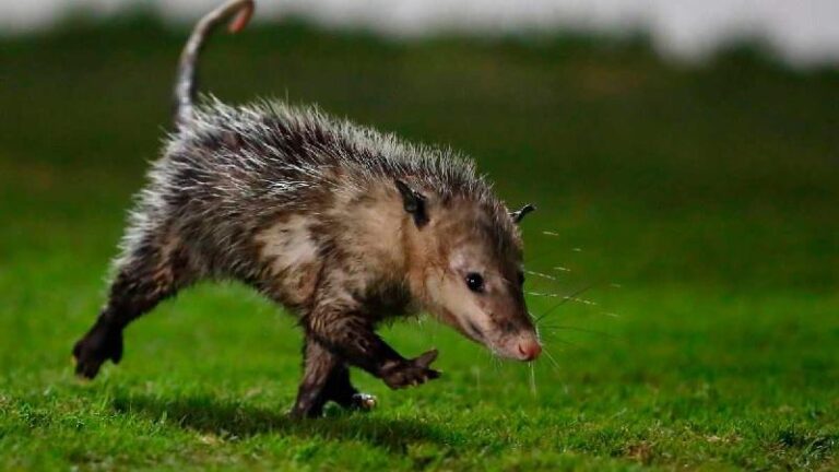 Tlacuache mexicano: ¿Por qué este marsupial es increíble? - viajaBonito