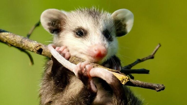 Tlacuache mexicano: ¿Por qué este marsupial es increíble? - viajaBonito
