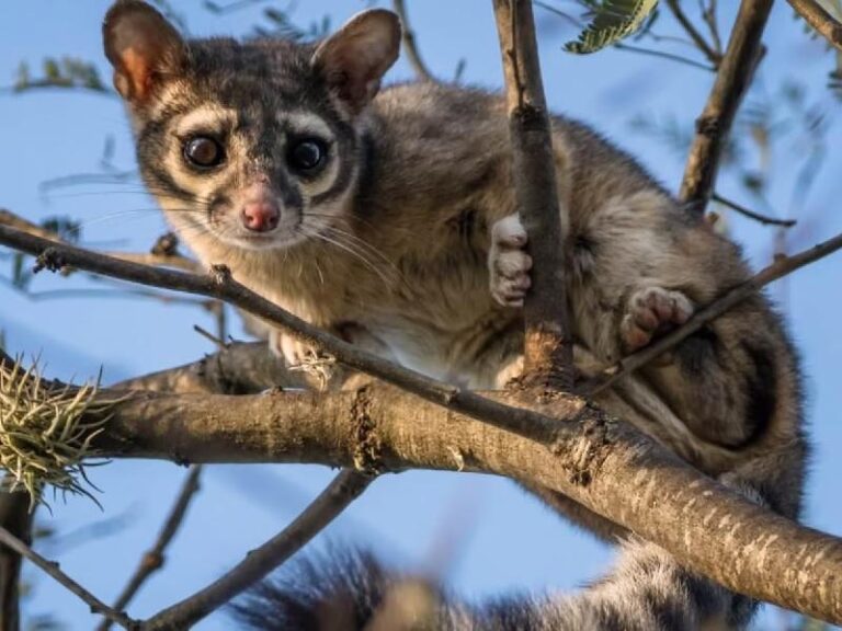 Tlacuache mexicano: ¿Por qué este marsupial es increíble? - viajaBonito