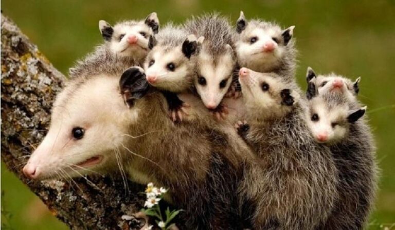 Tlacuache mexicano: ¿Por qué este marsupial es increíble? - viajaBonito