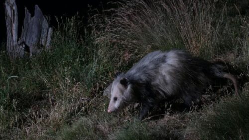 Tlacuache mexicano: ¿Por qué este marsupial es increíble? - viajaBonito