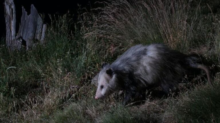 Tlacuache mexicano: ¿Por qué este marsupial es increíble? - viajaBonito