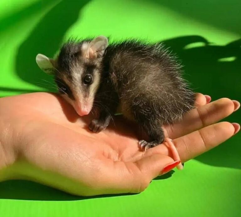 Tlacuache mexicano: ¿Por qué este marsupial es increíble? - viajaBonito